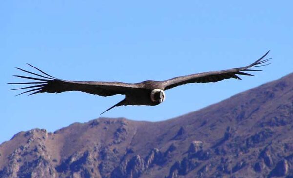 🏔️ Explore Chivay, Peru: Gateway to Colca Canyon's Beauty